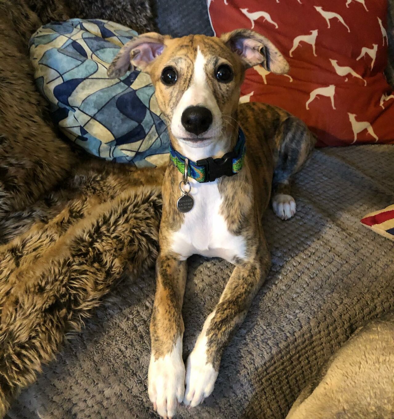 About Us | Greater San Diego Whippet Association