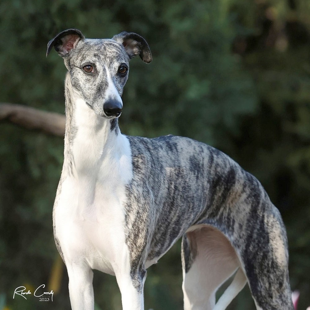 Greater San Diego Whippet Association | Whippet Fanciers in Southern ...