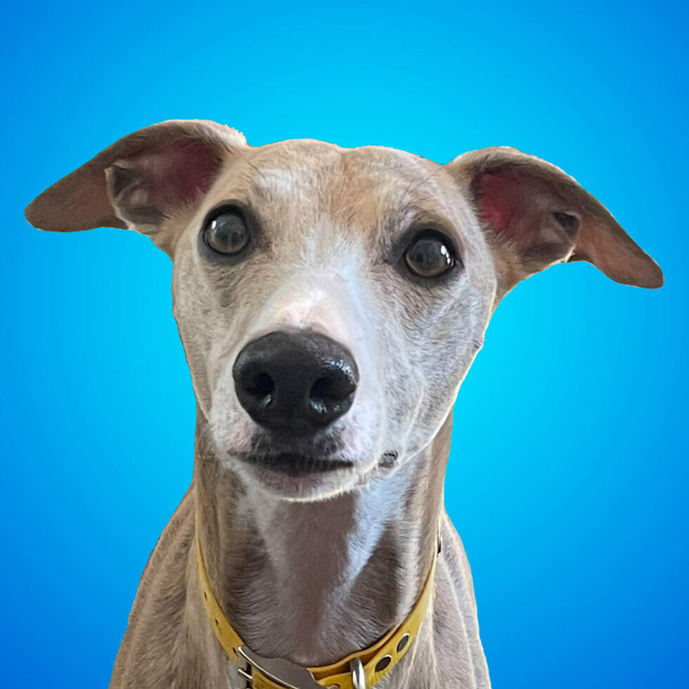 Greater San Diego Whippet Association | Whippet Fanciers in Southern ...