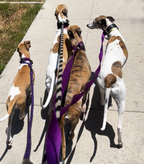 Whippet Walk July 26th 2025! | Greater San Diego Whippet Association